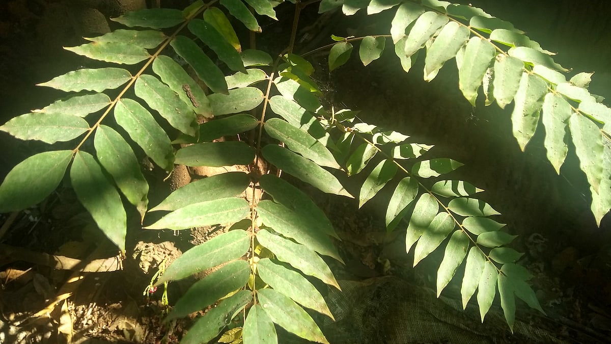 Recipe: Try this Goan curry for a great palate-pleasing experience ...