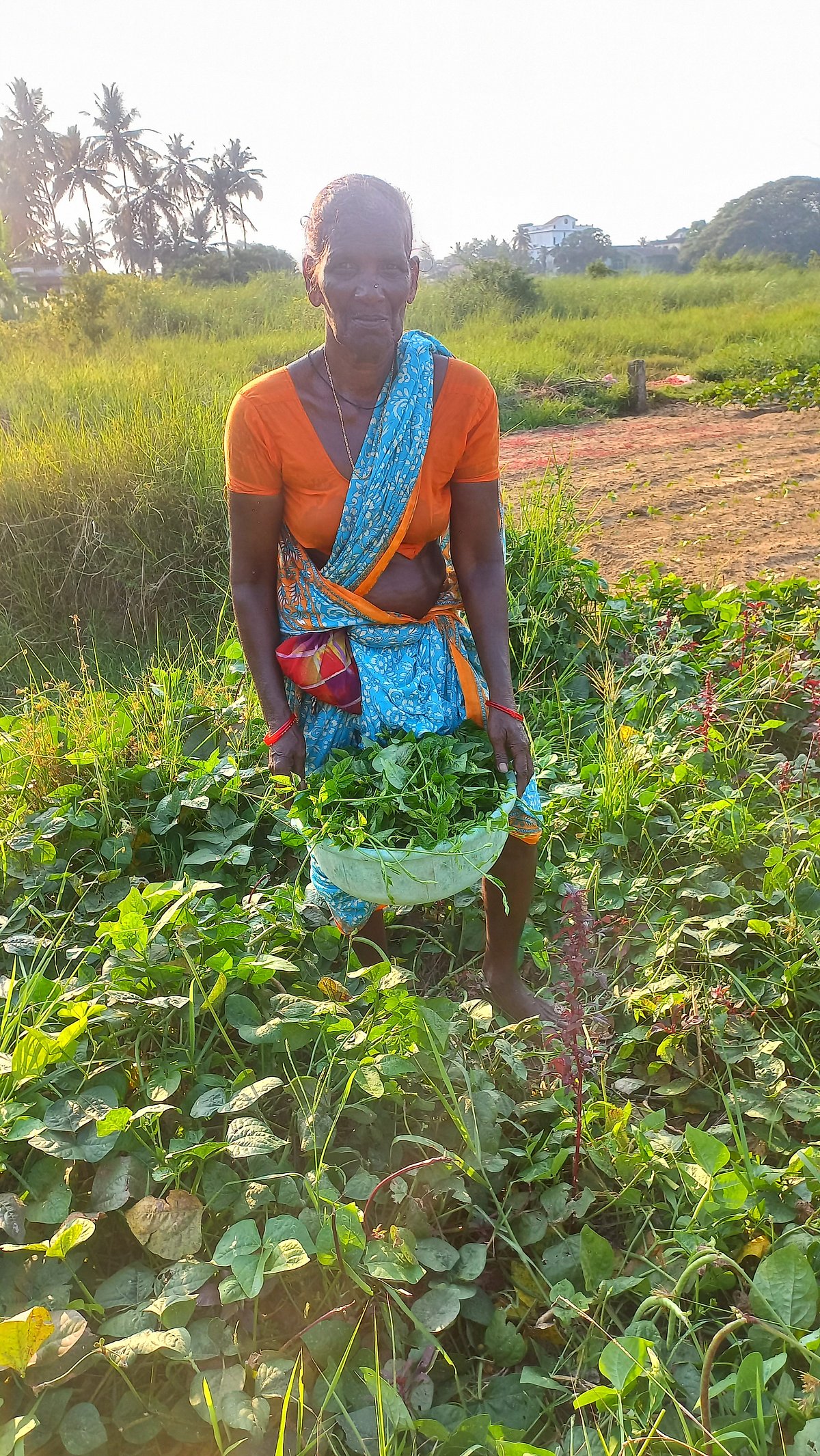 Made in Goa: Taleigao's 'bhaji' fields lead from the front | Gomantak Times