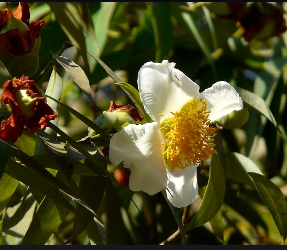 Here are 8 exotic summer wildflowers of Goa|Gomantak Times