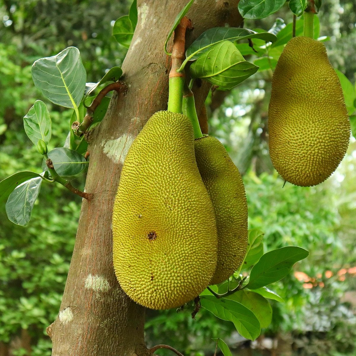 The versatile jackfruit and its myriad uses| Gomantak Times