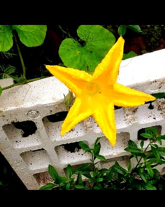 8 Flowers you can eat in Goa|Gomantak Times