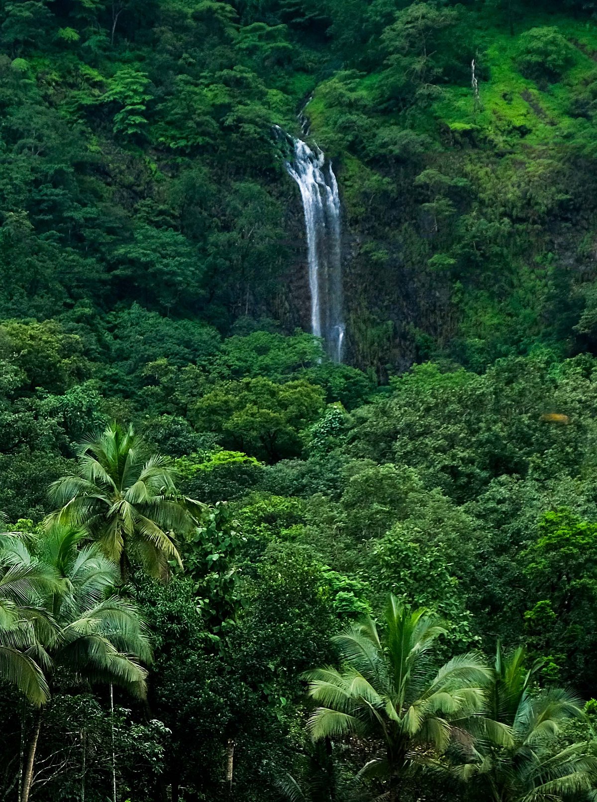 Going to a Goan waterfall? Make it fun, safe and clean|Gomantak Times