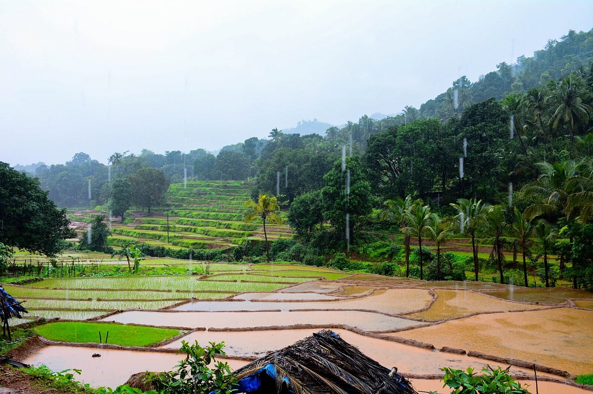 Veggies to savour in Goa's monsoon|Gomantak Times