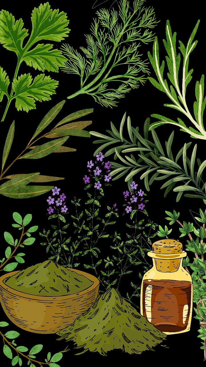 Know these herbs of Goa found in the rains|Gomantak Times