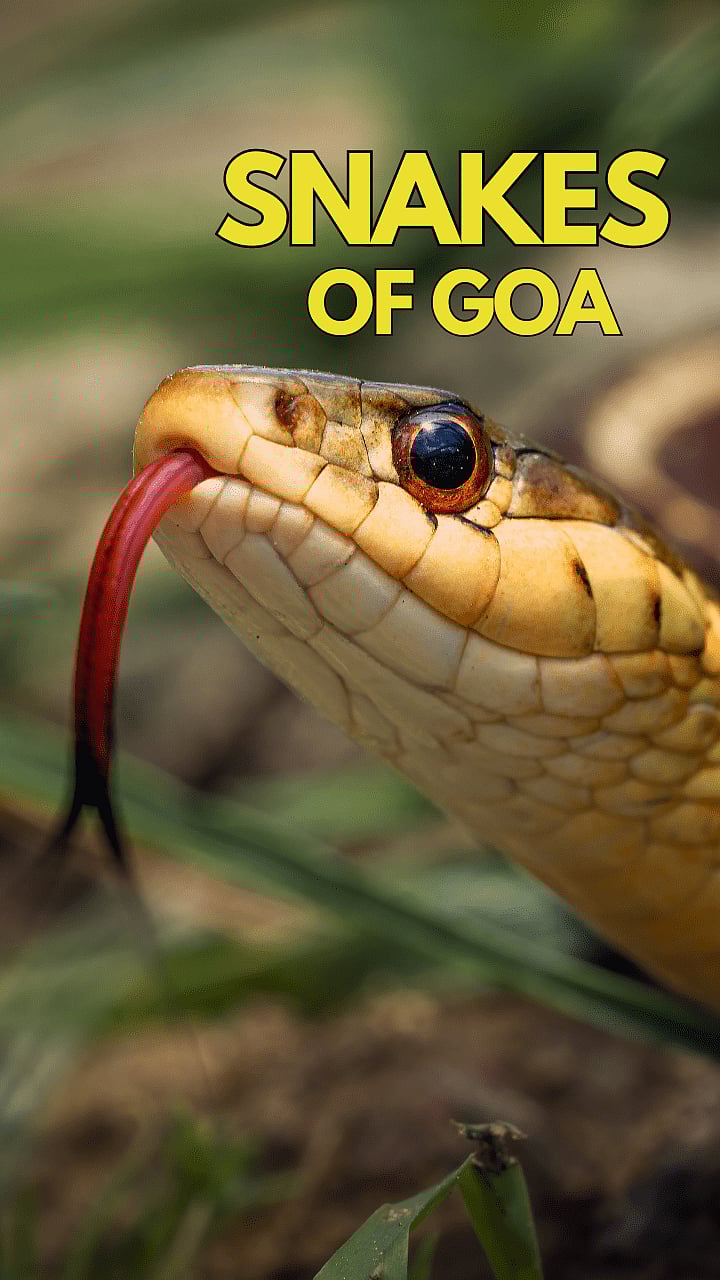 10 venomous snakes found in Goa