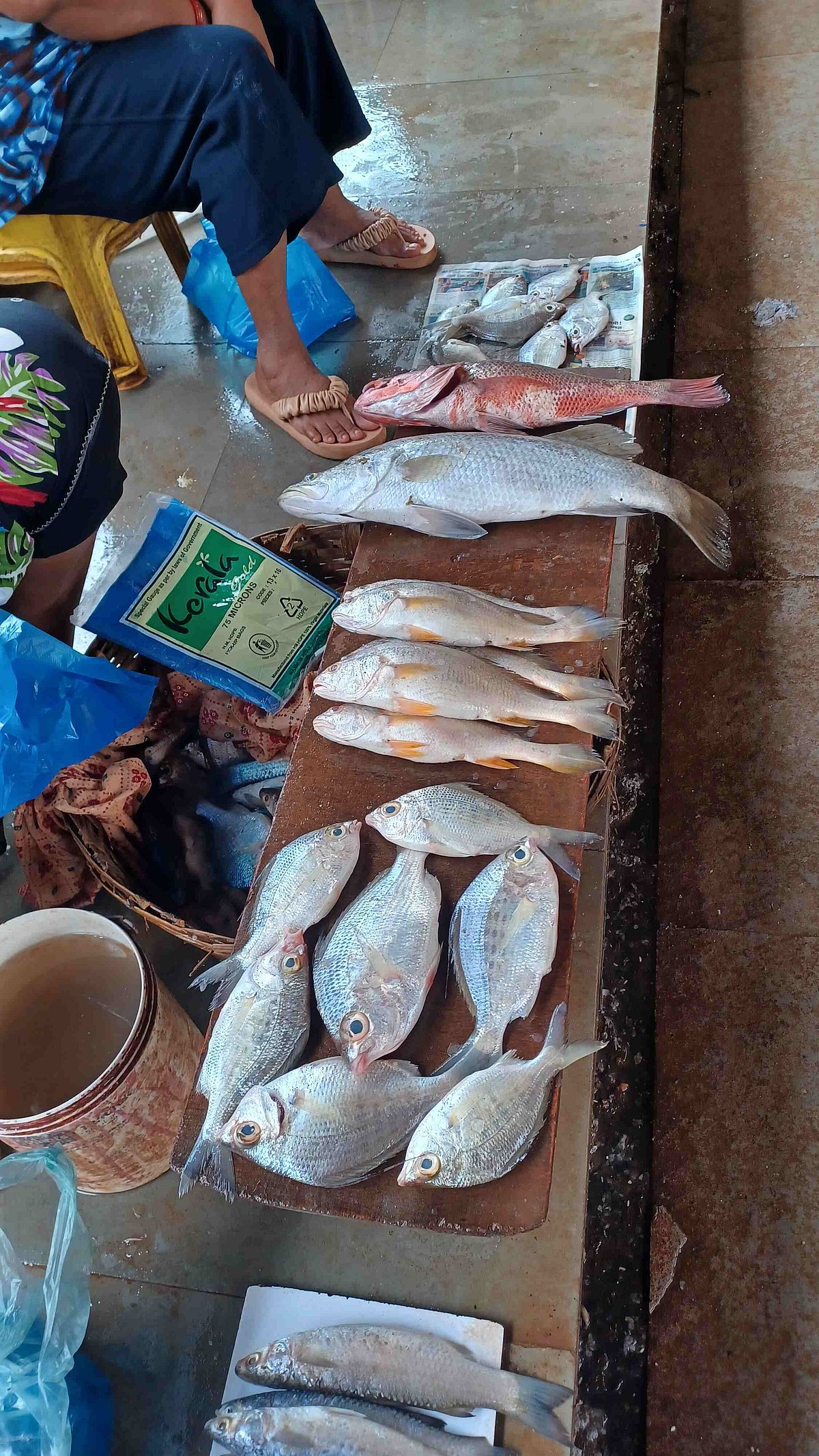 It is pouring fish in Goan rain|Gomantak Times