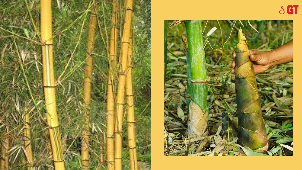 Bamboo Types