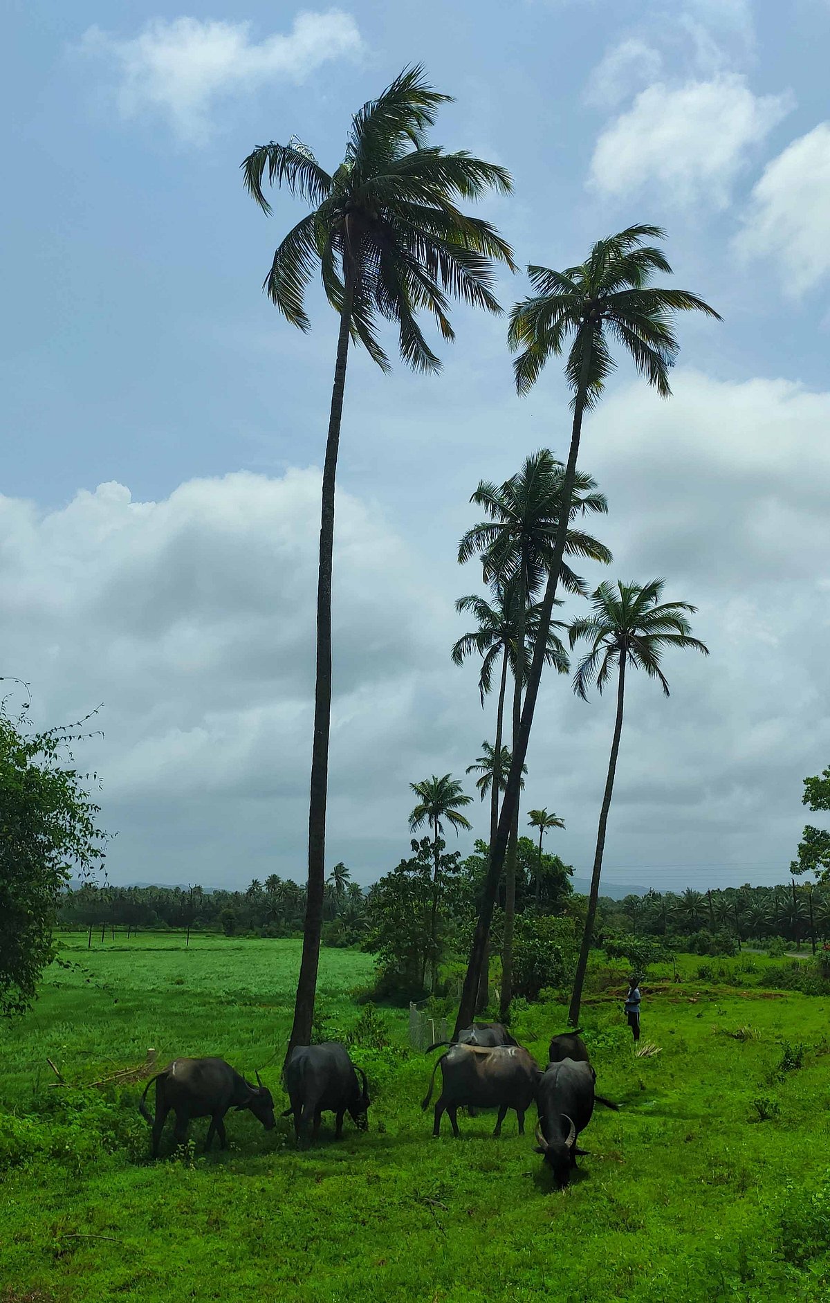 Goa lives in Raia, you must go