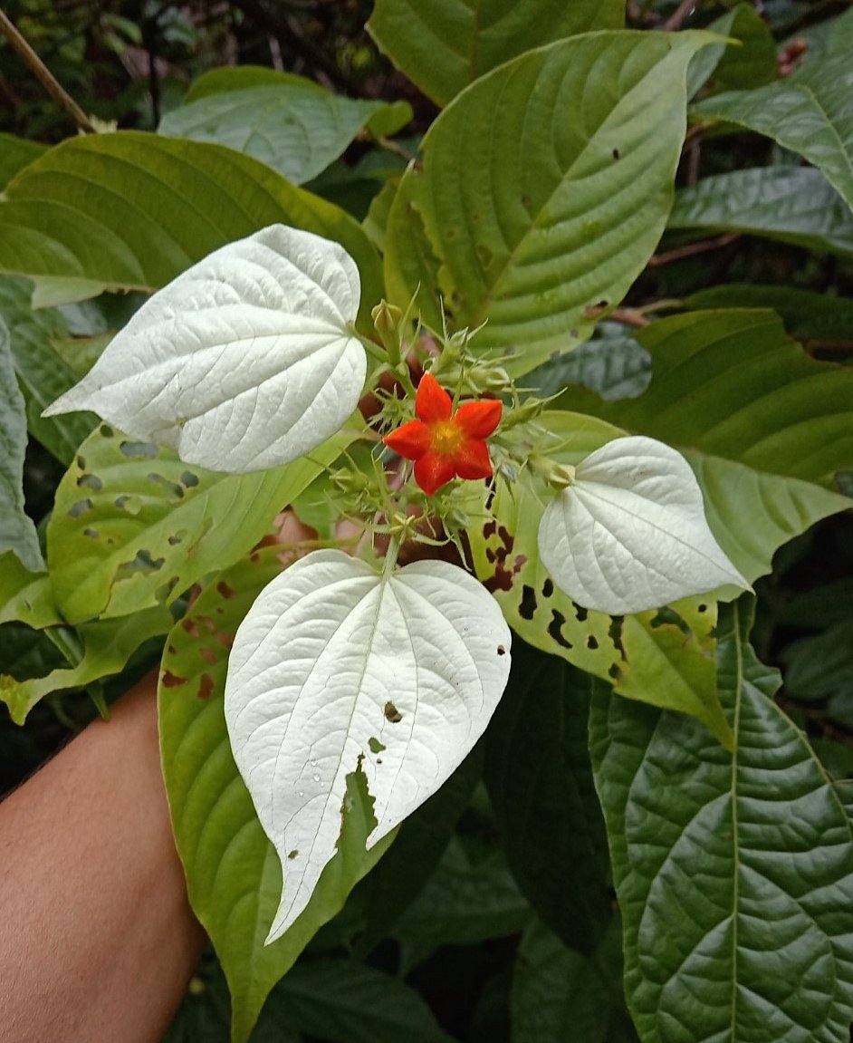 Shravan Aaitar: Worshipping the Sun God with Plants