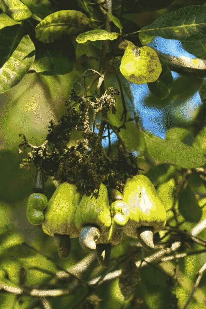 GI tag for Goa's cashew nuts|Gomantak Times