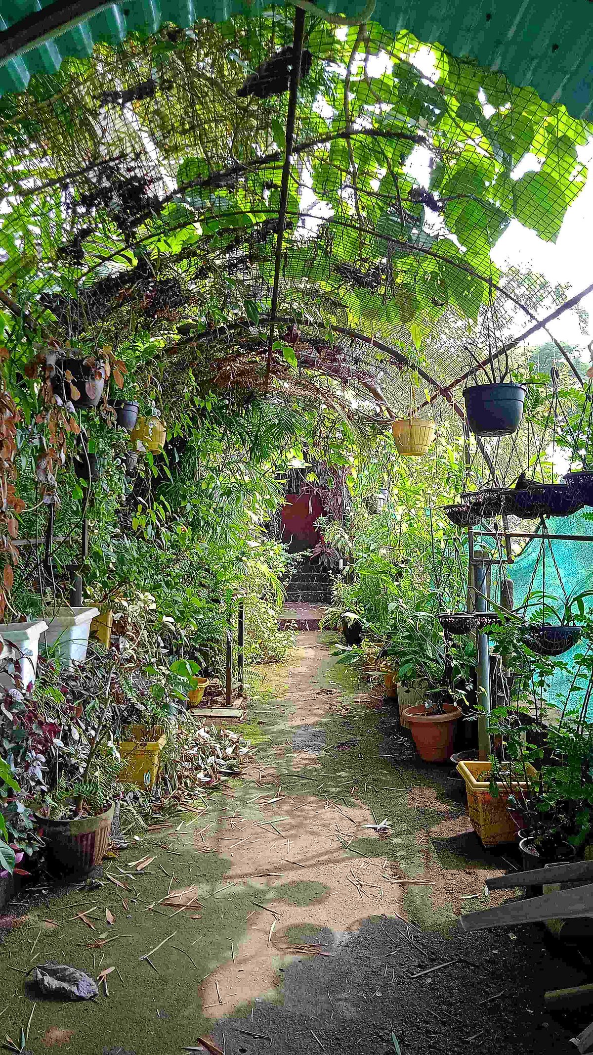 Experience Nature's Symphony at Goa's Butterfly Conservatory | Gomantak ...