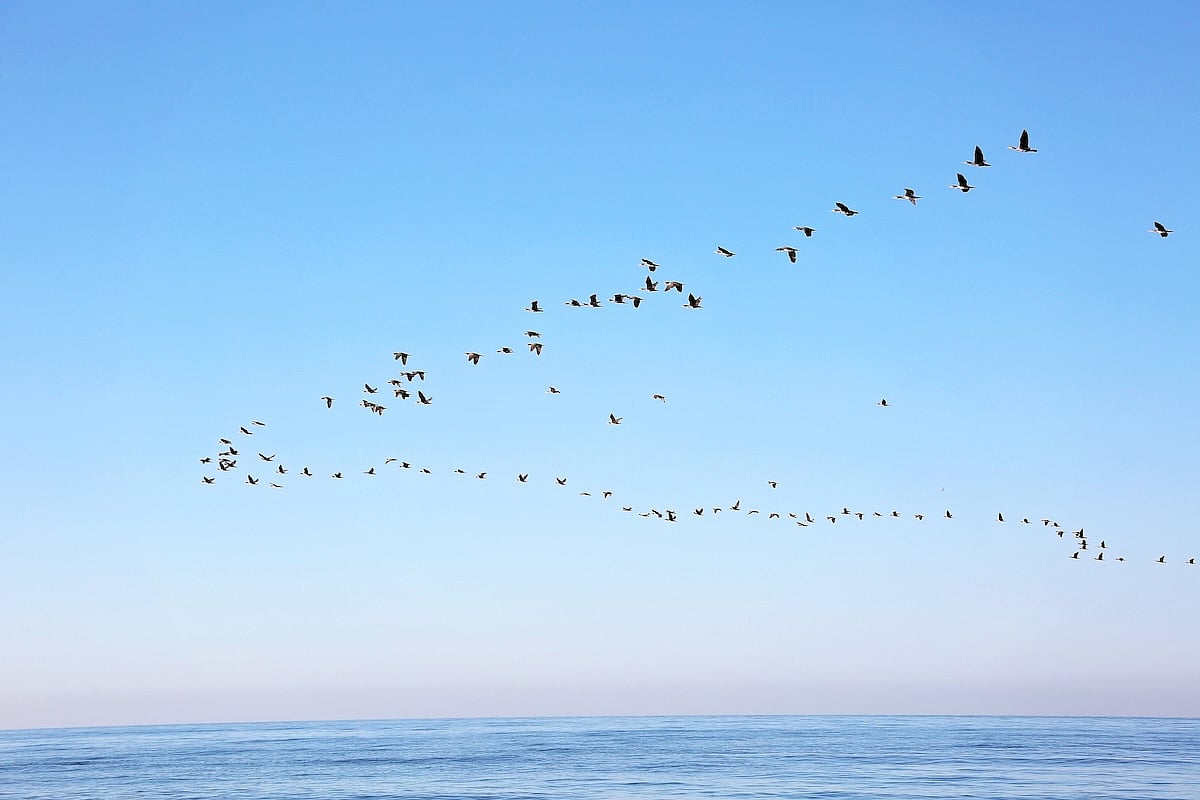 Millions of Birds Are Migrating — Here’s How To Help Keep Them Safe ...