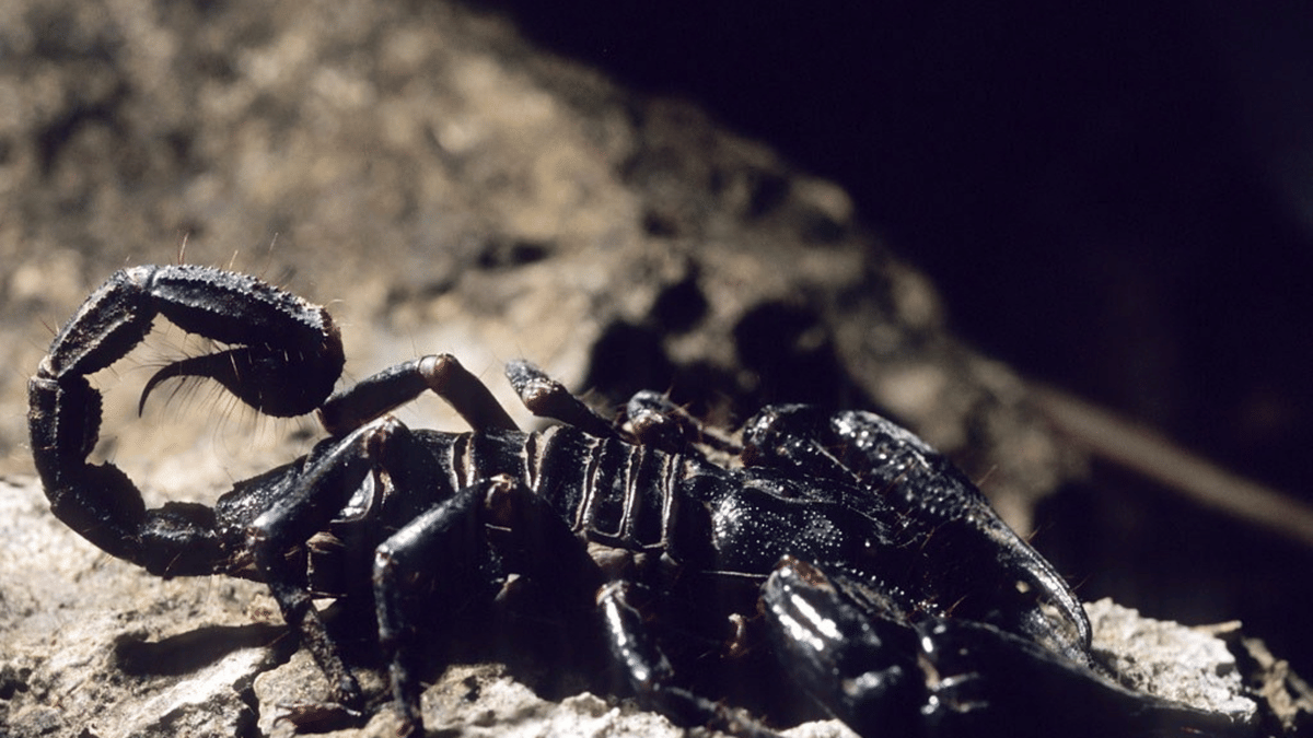 Bizarre Flora & Fauna as Hallucinogens | Homegrown