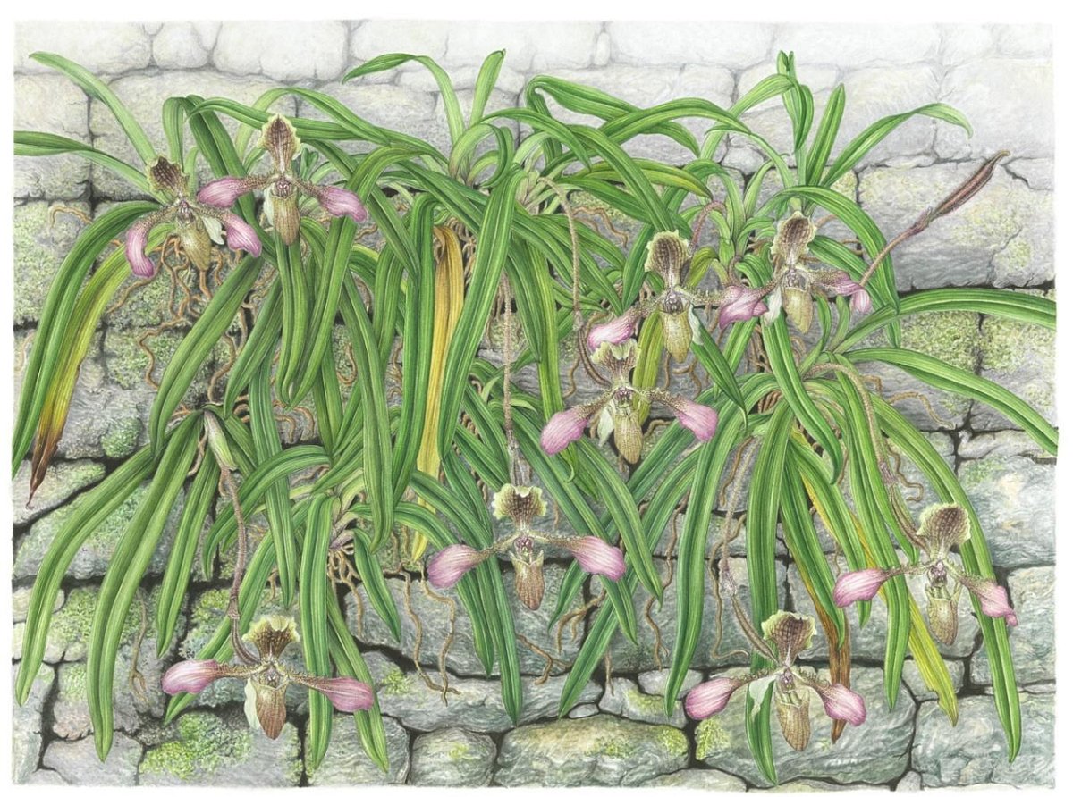 Hemlata Pradhan: A Botanist, Conservationist, Artist, And Art Teacher Preserving Himalayan ...