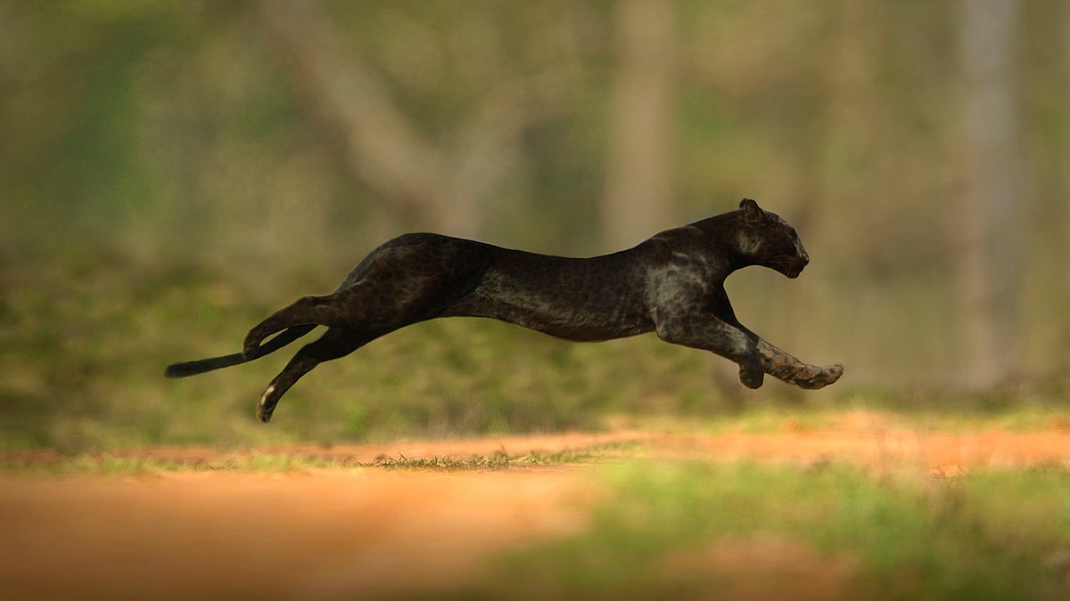 These 8 Incredible Wildlife Photographers Are Some Of India's Best
