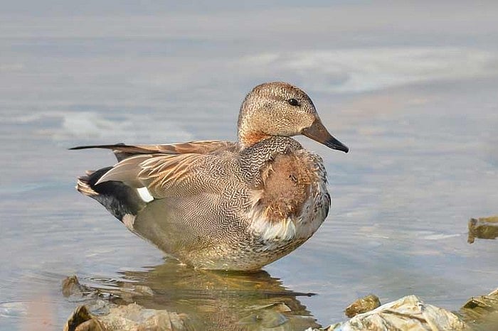 14 Migratory Birds That Brighten India Every Year