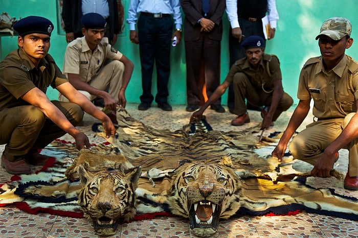 India Has Had More Cases Of Tiger Poaching This Year Than The Whole Of 2015