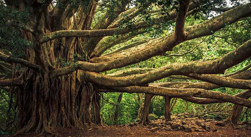 The Goa Banyan Project Is Making Goa Green Again