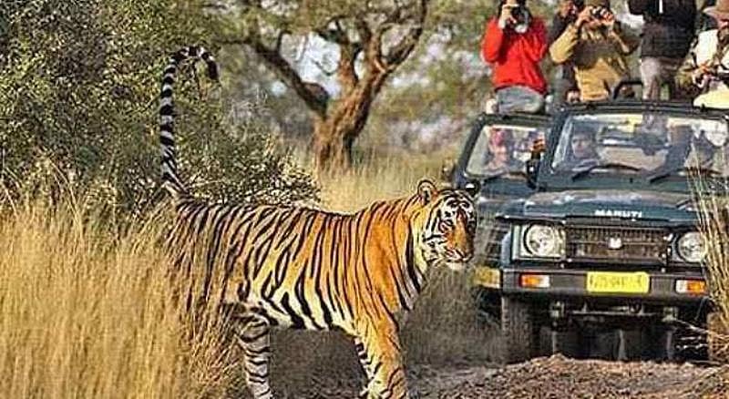 The great Indian Safari Guide to plan your next travel adventures.