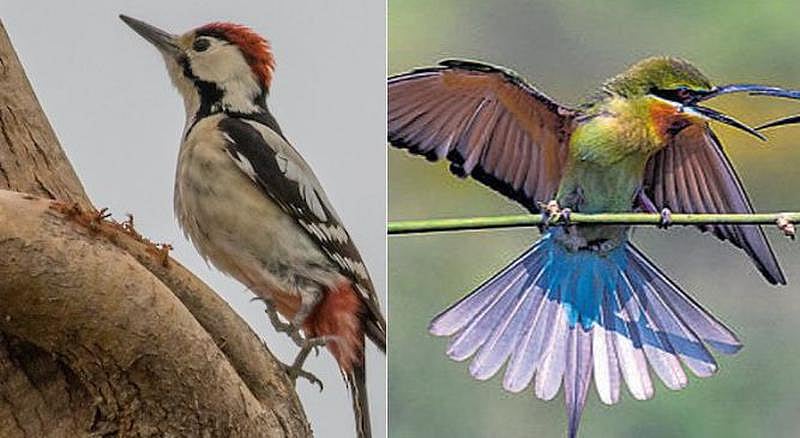 These Indian Birds are a sight for sore eyes and you can find them in ...