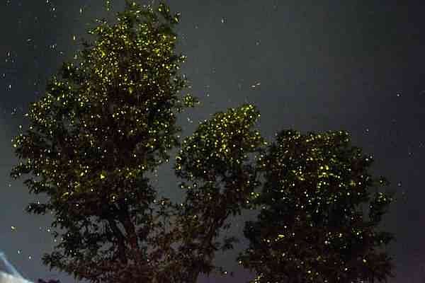 The fireflies of Maharashtra and where you can firefly walks during the ...