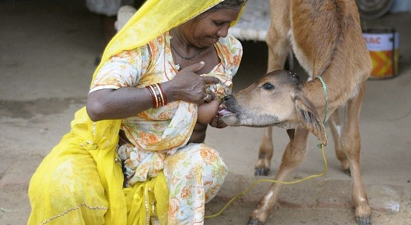 Woman Breastfeeding Goat