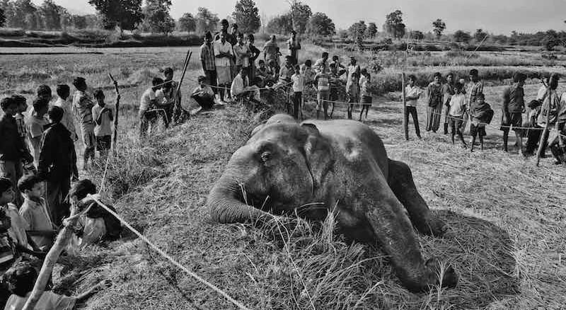 Striking Photographs From The Man-Elephant Conflict In India’s Coal Belt