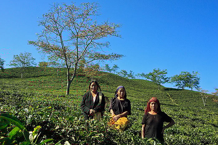konyak tea retreat - a tea plantation in nagaland