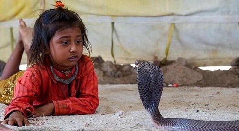 Visit The Indian Village Where Snakes Are Family