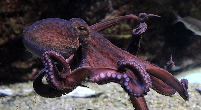 Scientists Have Discovered Underwater Cities Built By Octopuses