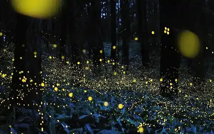 The fireflies of Maharashtra and where you can firefly walks during the ...