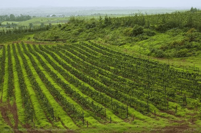 A Homegrown Guide To India’s Best Vineyards