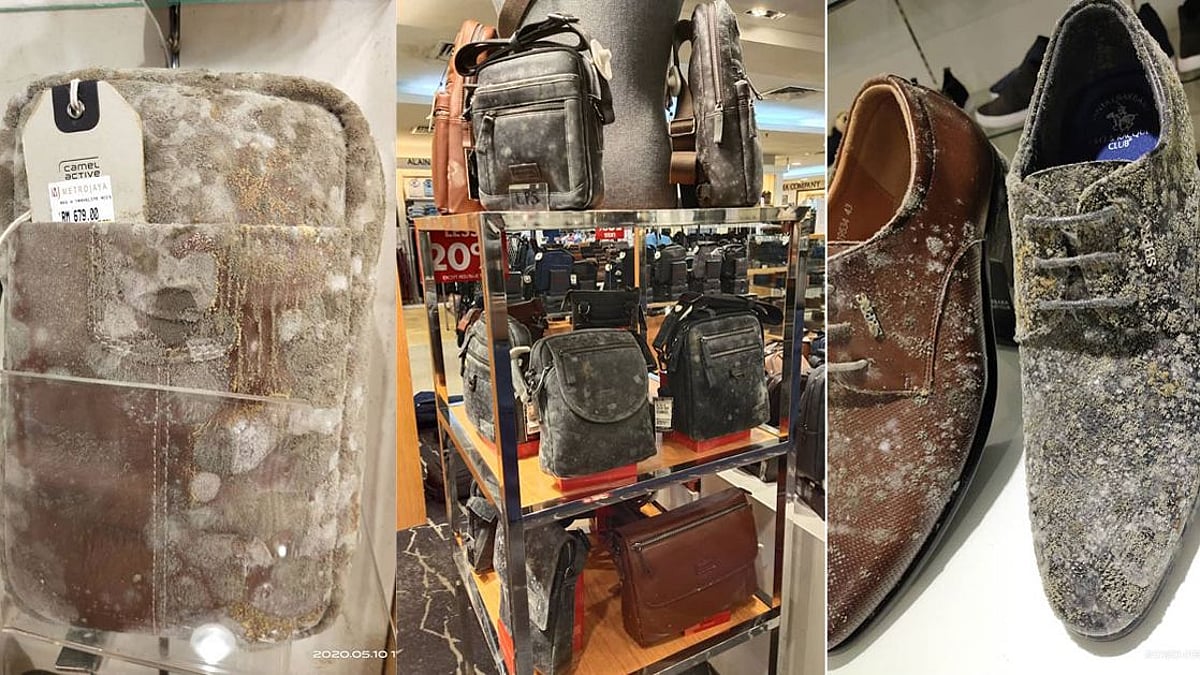 fungus found growing on leather products in Malaysian mall