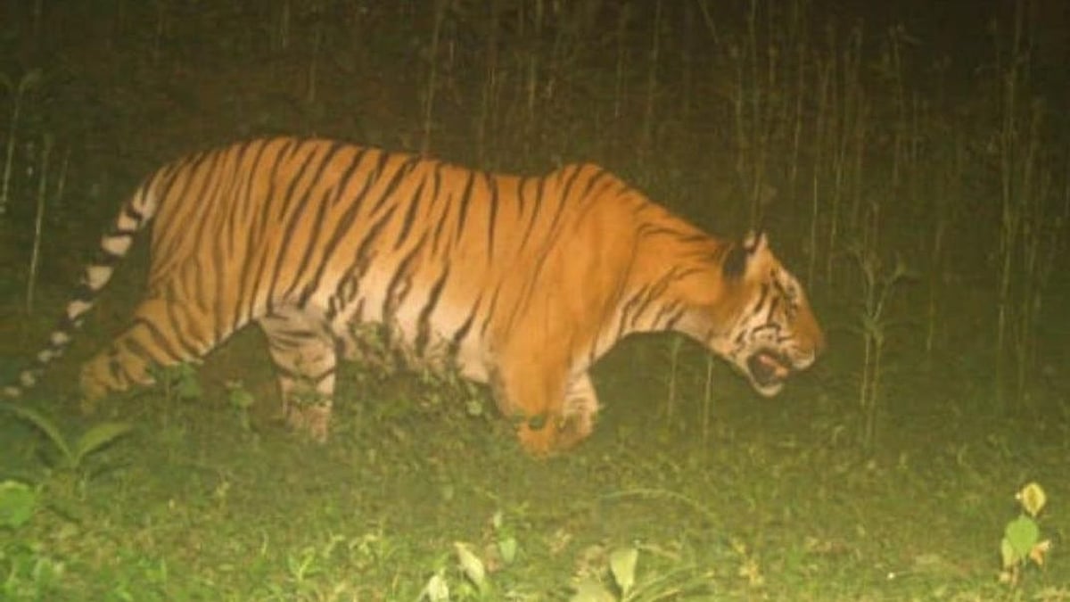 tiger t23 reached its home where its lived for 13 years