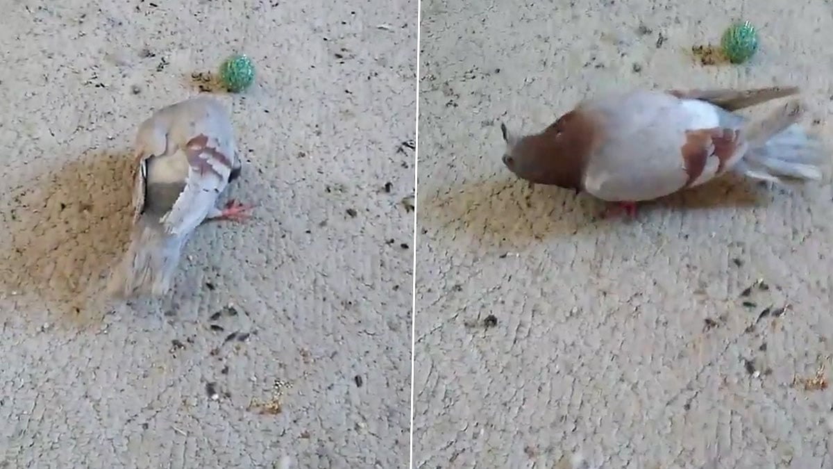 Zombie pigeons that die with their heads turned... can they spread to ...