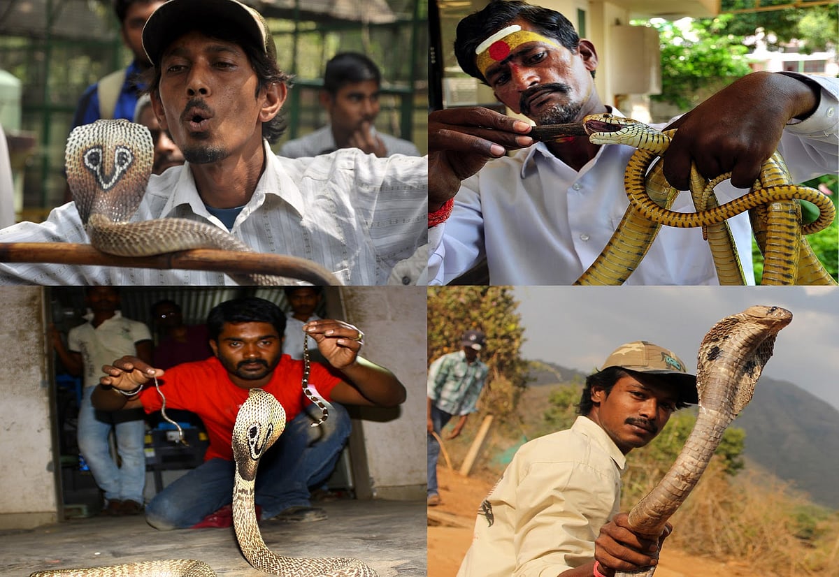 Here's what snake rescuers and snake welfare enthusiasts need to know