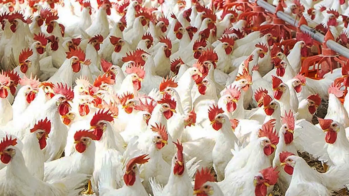 சென்னையில் பிராய்லர் கோழி கறி விலை உயர்வு!