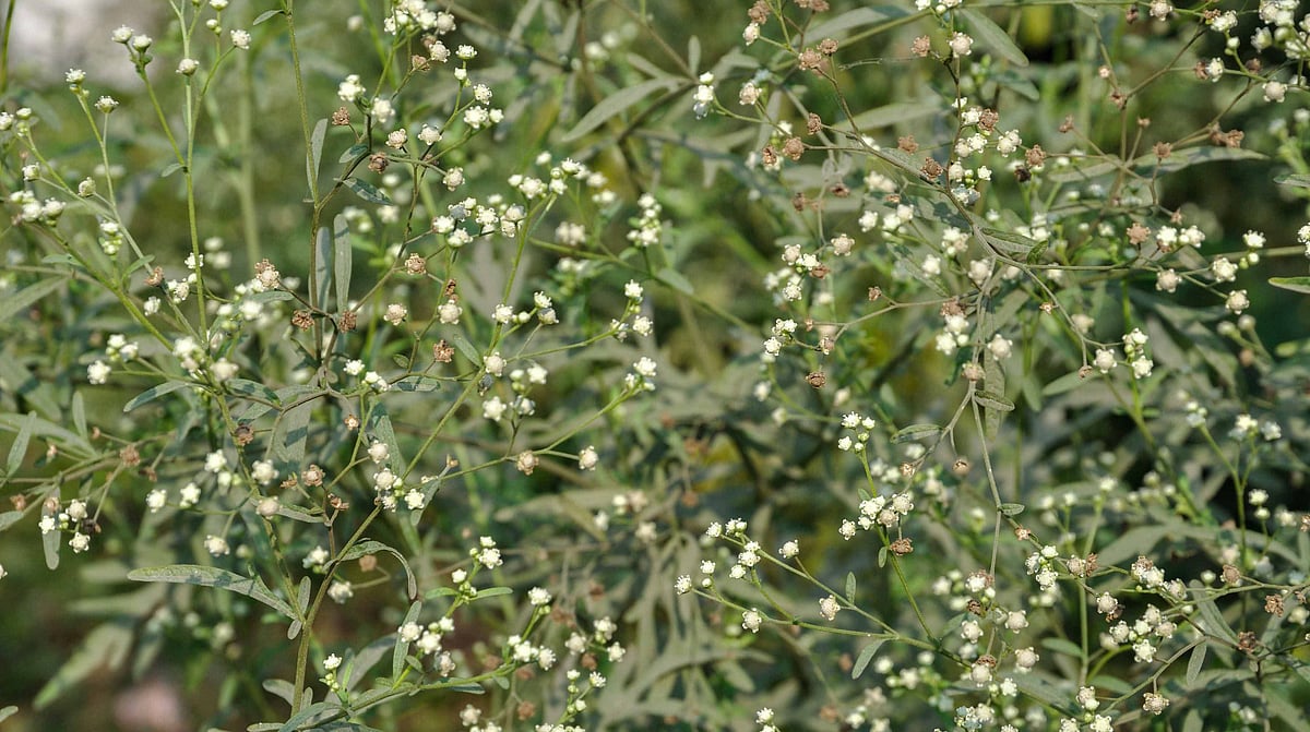 Ways to control Parthenium weeds