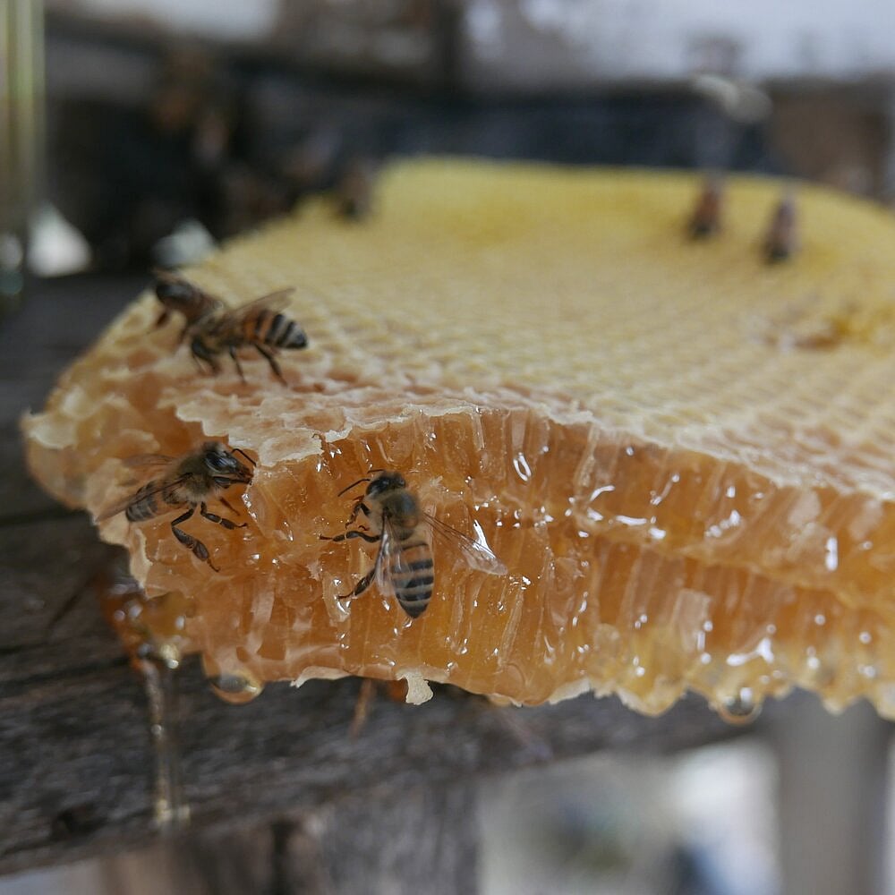 Manghar near Mahabaleshwar in Maharashtra set to become the 1st 'Honey ...