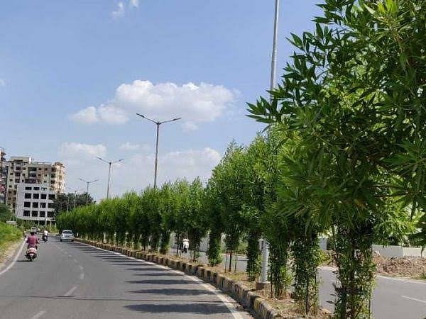 Streets in Indore turn green with newly transplanted trees