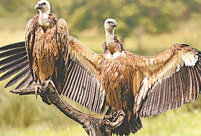UP’s 1st Vulture Conservation Centre to come up near Gorakhpur