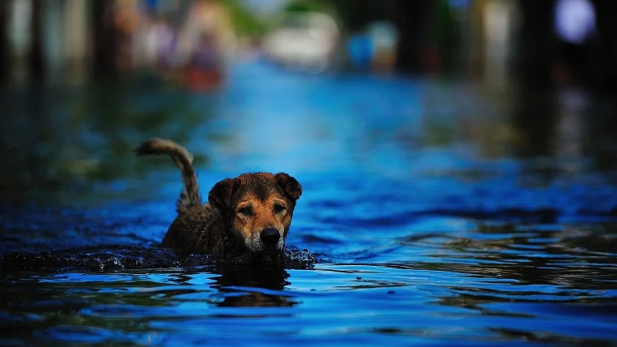 Extreme rains in Mumbai raise concern for stray animals; local NGO ...