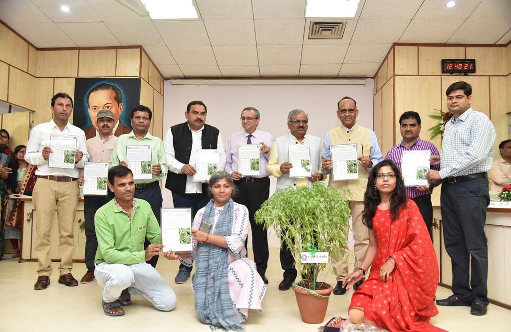 Lucknow's CSIR-CIMAP scientists develop a high-yielding variety of Oregano