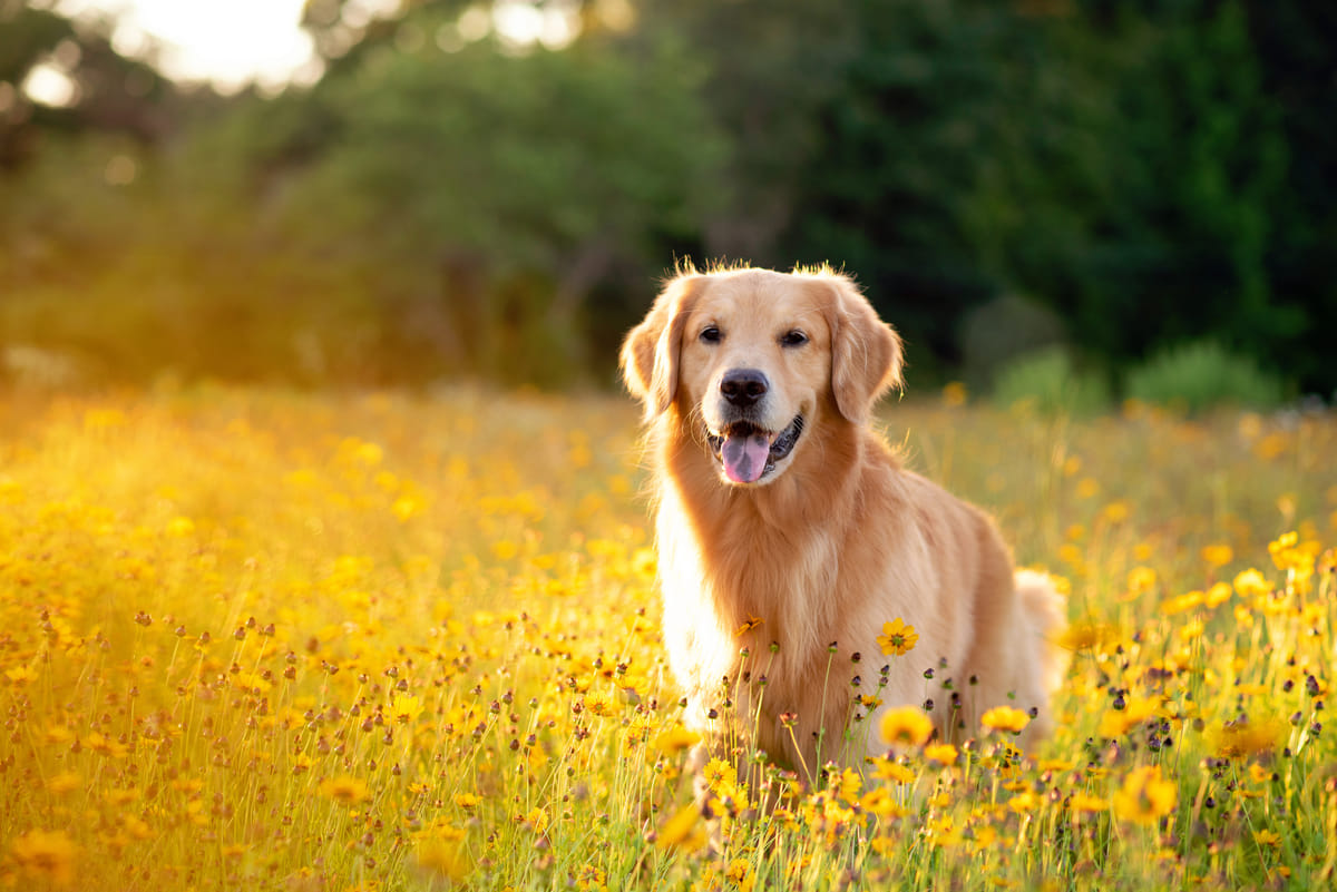Dog Registration Fees Dog Registration Fees
