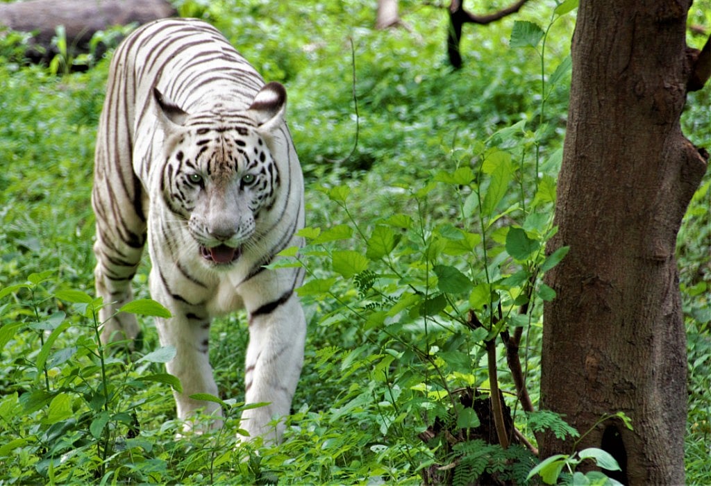 Hop aboard the train of nostalgia with these fun facts about the ...