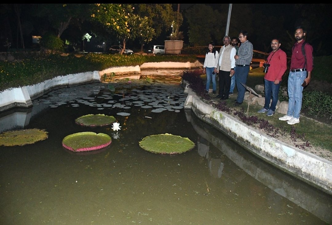 A rare beauty: Witness the largest water lily species at NBRI Lucknow