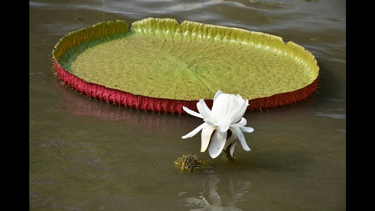 A rare beauty: Witness the largest water lily species at NBRI Lucknow