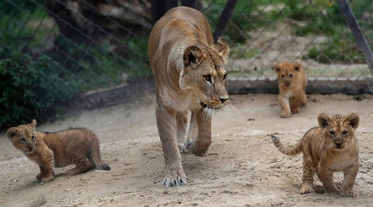 Indore zoo graces new Simbas as Lioness Sundari delivers three cubs ...