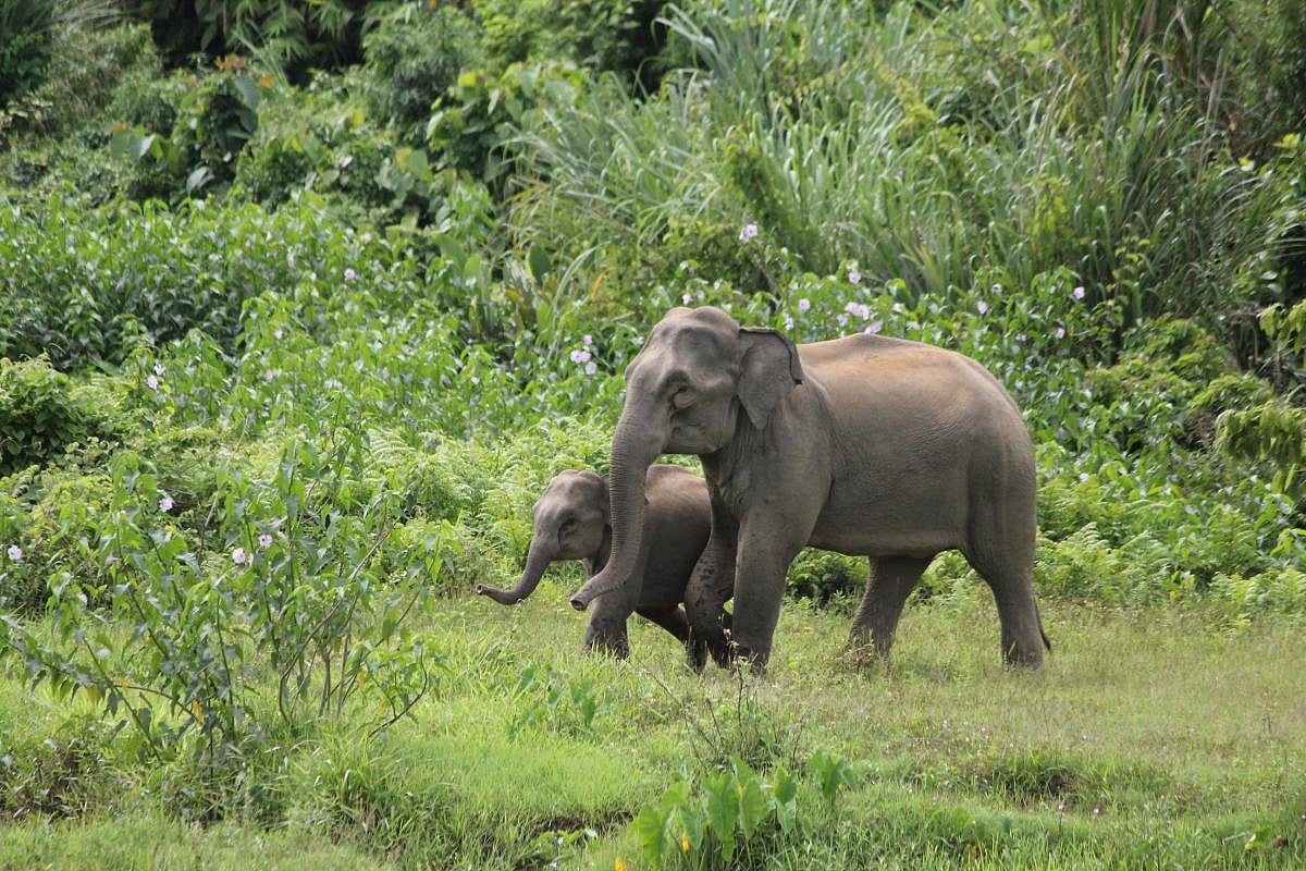 Asian Elephants in UP to get a new home; state govt. to establish new ...