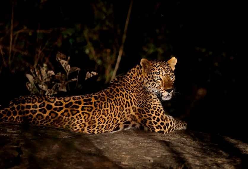 Digital survey for Lucknow's first-ever Night Safari at Kukrail forest ...